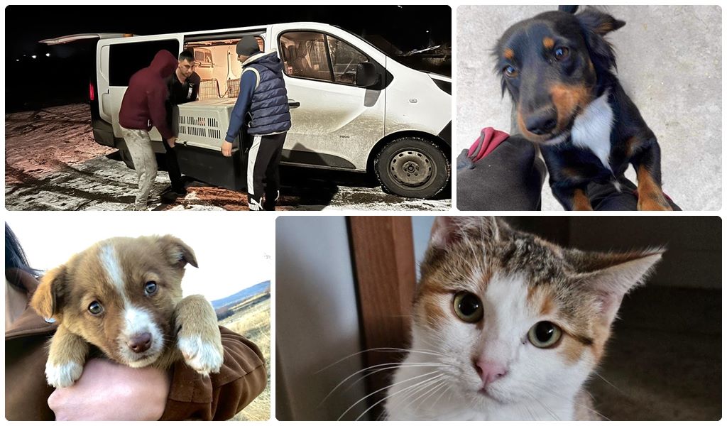 Asociația Arca lui Norocel are nevoie de o mână de ajutor - Oglindadeazi.ro